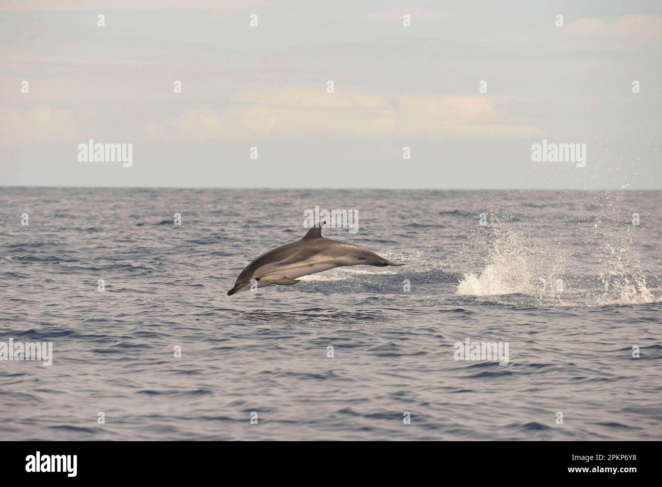 Striped Dolphin (Stenella coeruleoalba) adult, leaping out of water ...