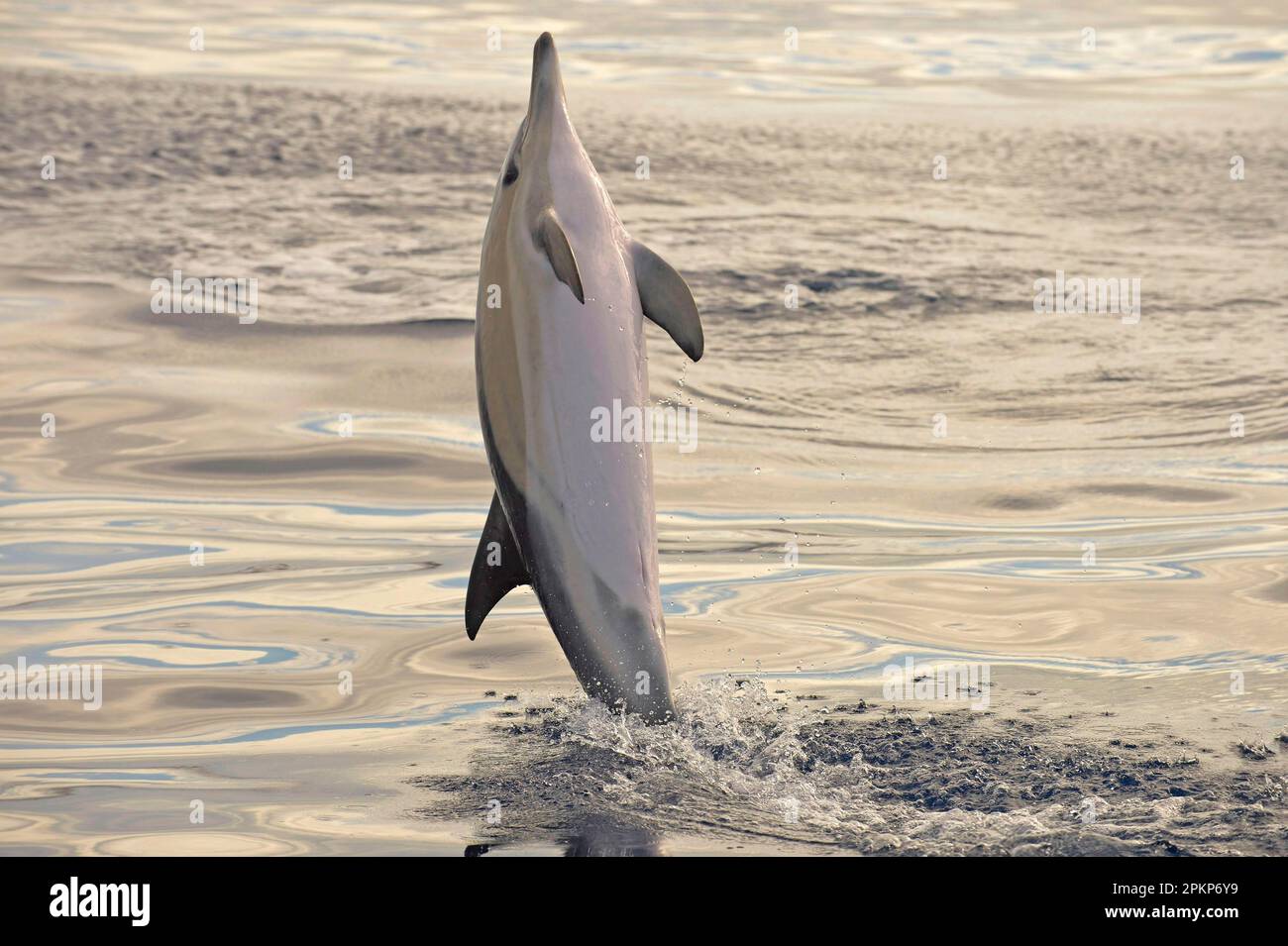 Short-beaked Common Dolphin (Delphinus delphis) adult, leaping out of ...
