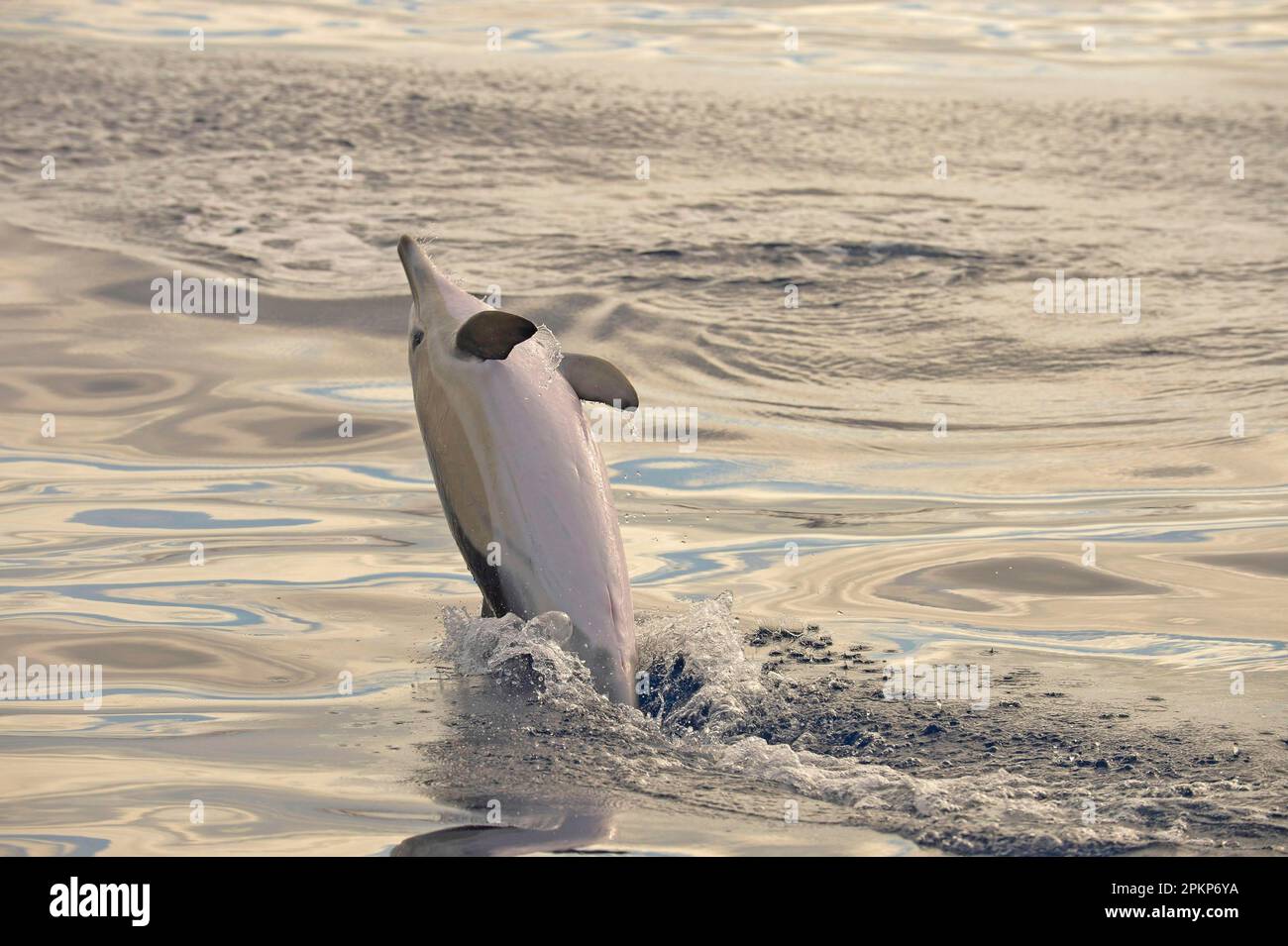 Short-beaked Common Dolphin (Delphinus delphis) adult, leaping out of water, Azores Stock Photo ...
