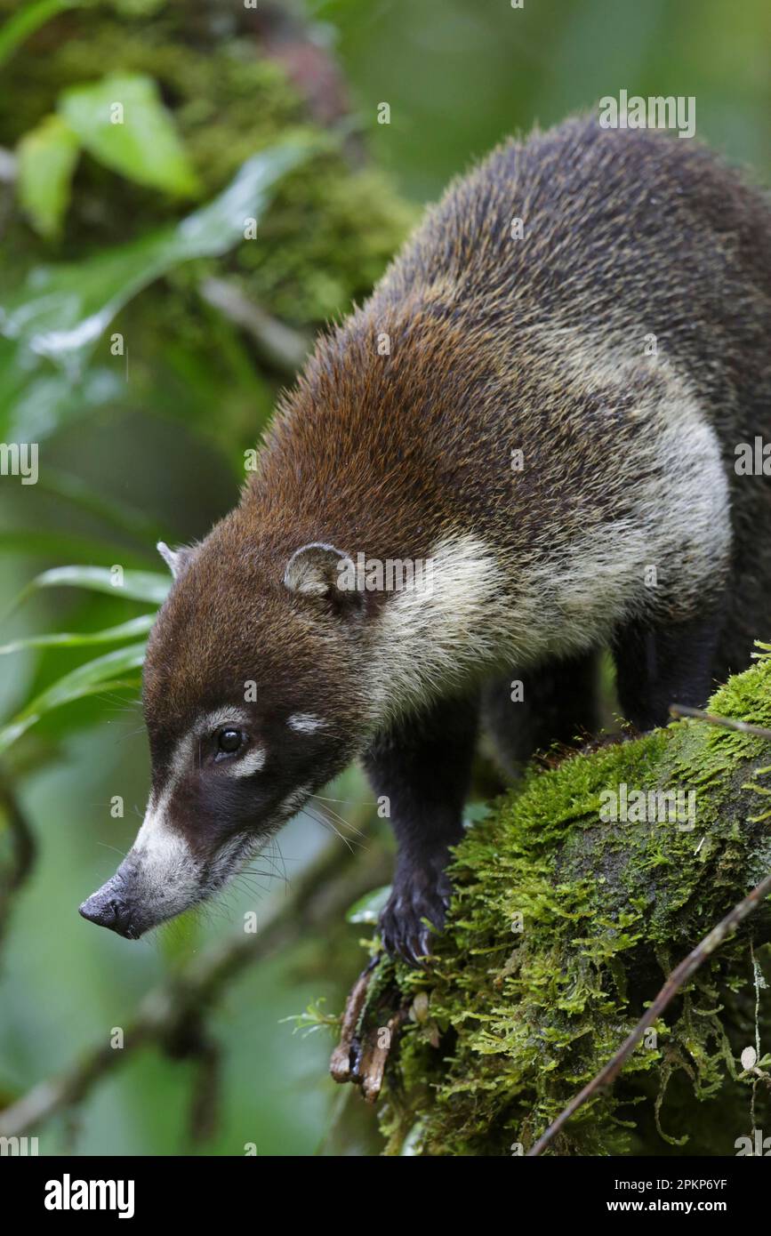 White Nosed Coati Anatomy
