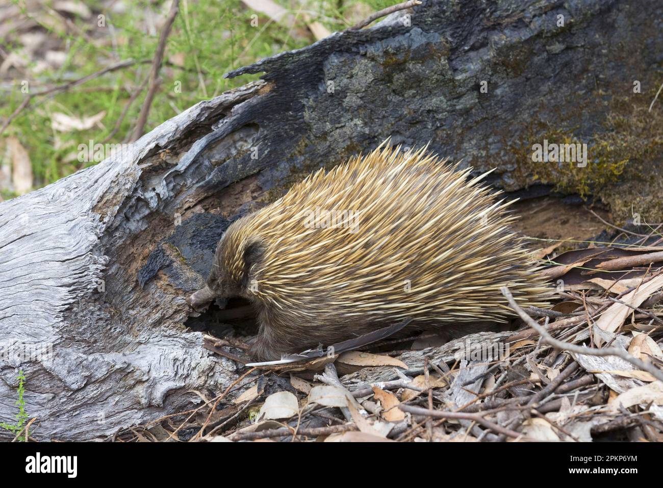 Short-beaked echidna (Tachyglossus aculeatus) adult, foraging beside ...