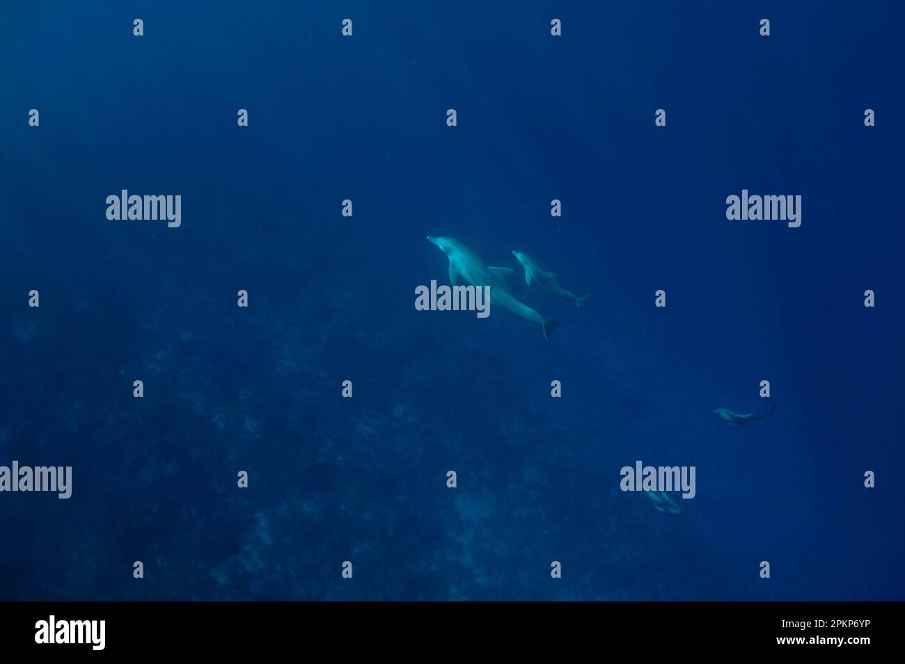 Indo-pacific bottlenose dolphin, Indo-Pacific bottlenose dolphins ...