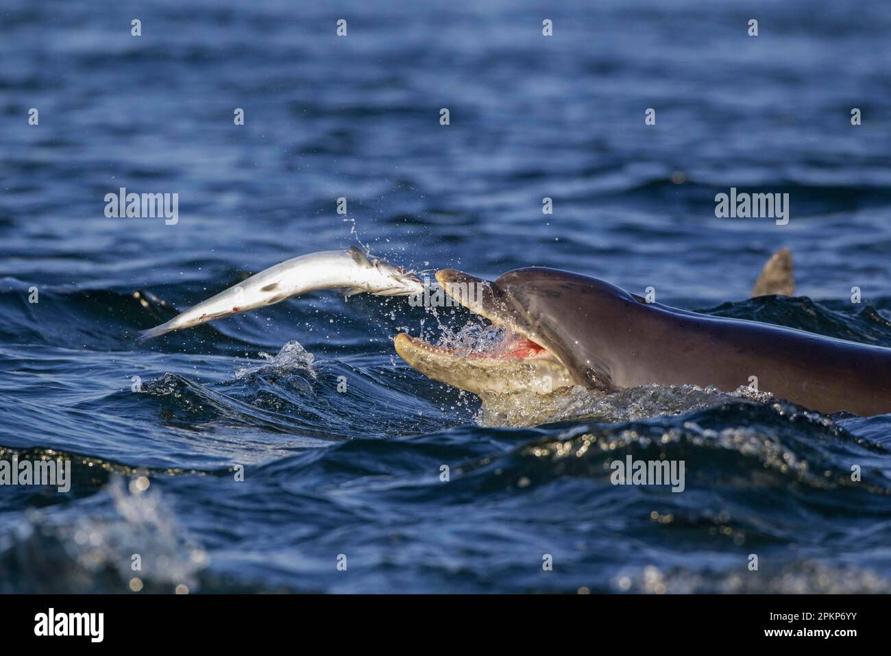 Bottlenose dolphin, bottlenose dolphins, dolphins, marine mammals ... Bottlenose dolphin, bottlenose dolphins, dolphins, marine mammals ...
