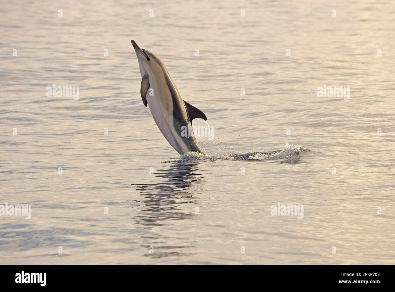 Short-beaked Common Dolphin (Delphinus delphis) adult, leaping out off water, Azores Stock Photo ...