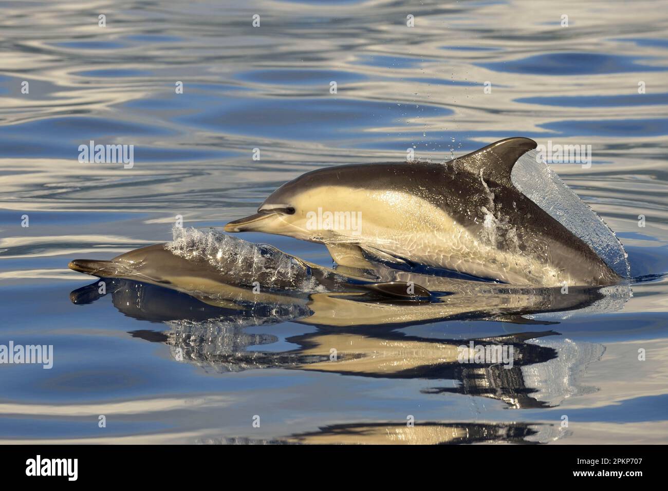 Short-beaked Common Dolphin (Delphinus delphis) two adults, porpoising, Azores Stock Photo - Alamy