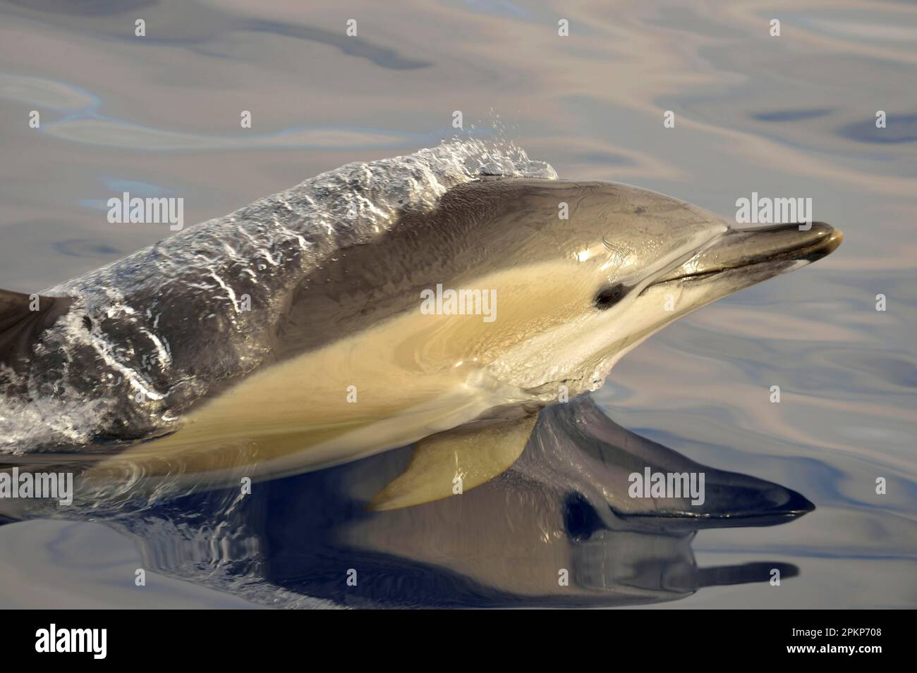 Short-beaked Common Dolphin (Delphinus delphis) adult, close-up of head, porpoising, Azores ...