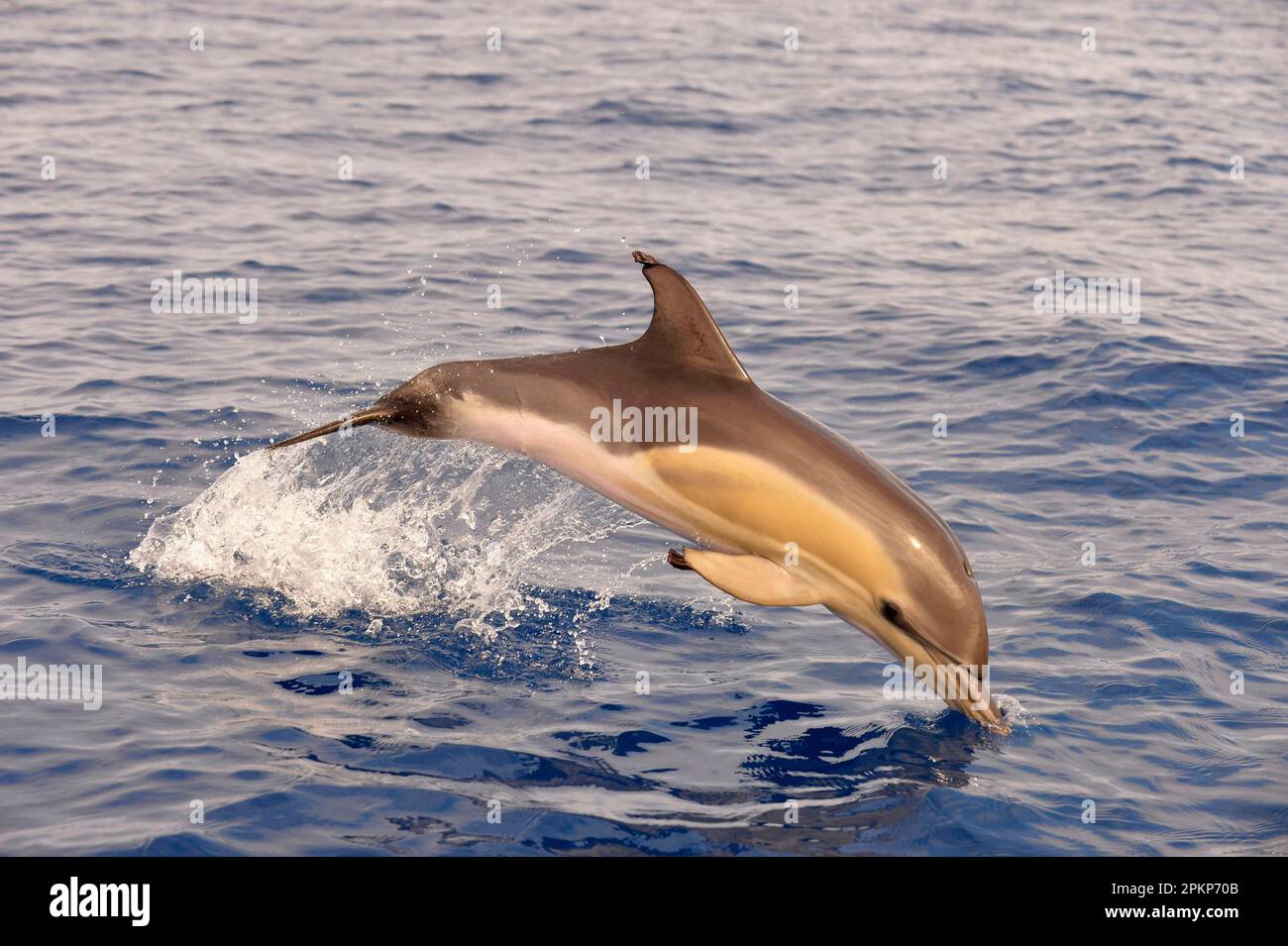 Short-beaked Common Dolphin (Delphinus delphis) calf, porpoising, Azores Stock Photo - Alamy