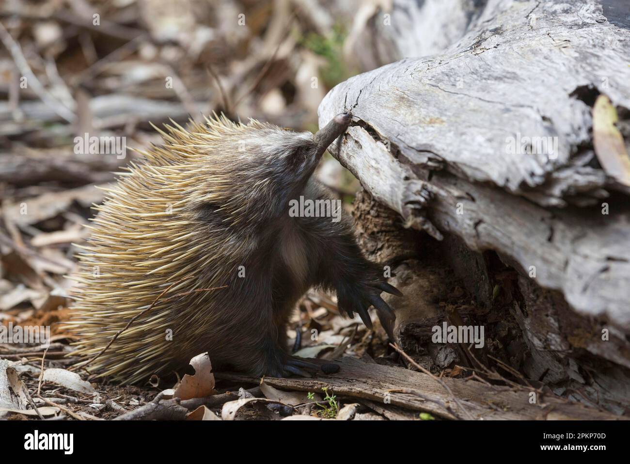 Echidna behavior hi-res stock photography and images - Alamy