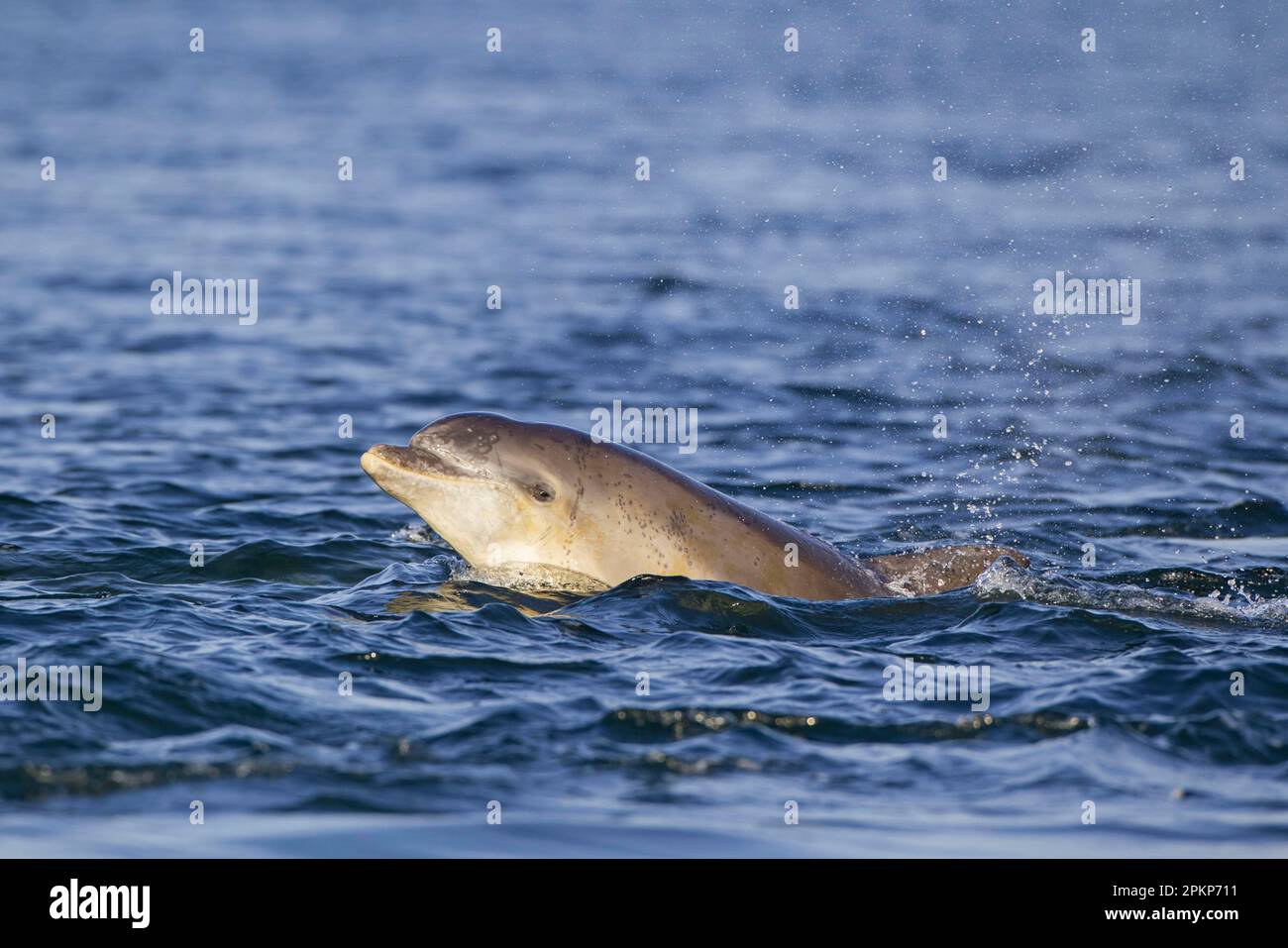 Bottlenose dolphin, bottlenose dolphins, dolphins, marine mammals ...