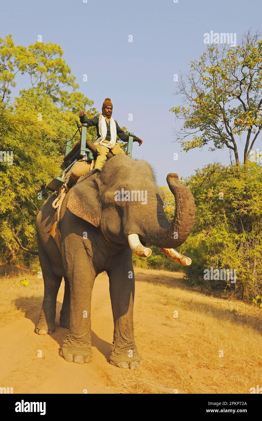 Elephant riding india bandhavgarh hi-res stock photography and images ...