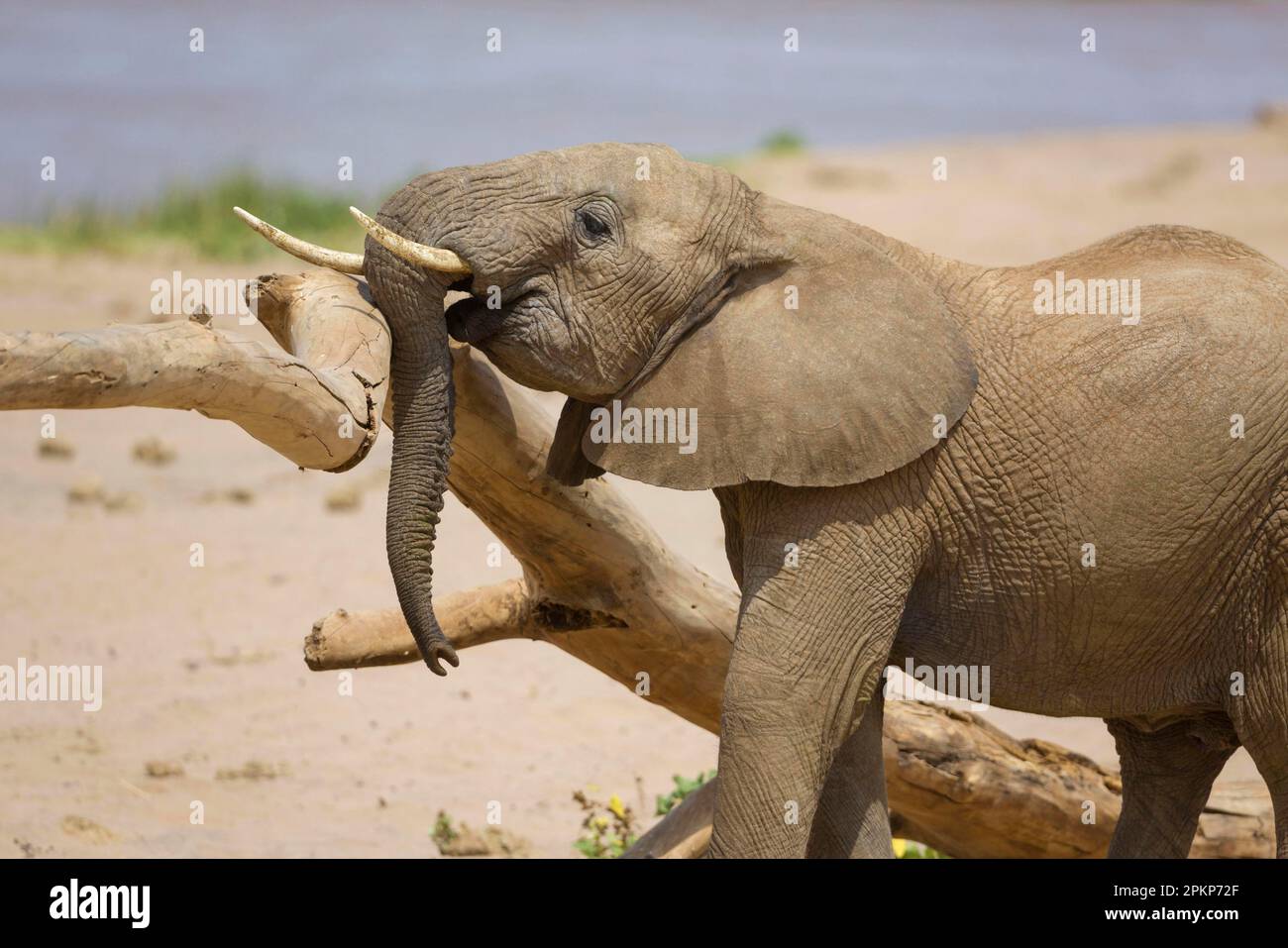 Elephant pushing tree hi-res stock photography and images - Alamy