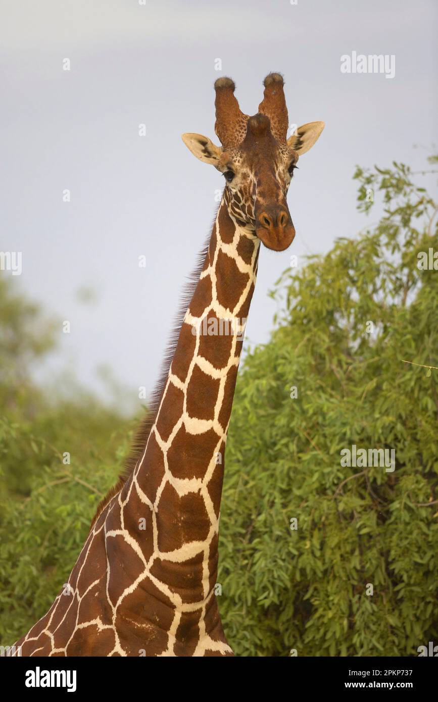 Reticulated giraffe (Giraffa camelopardalis reticulata) adult, close-up ...