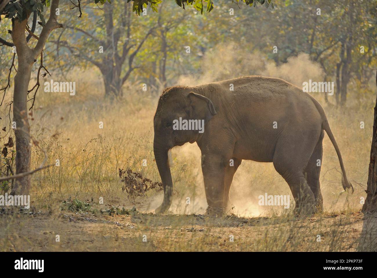 Asian Elephant (Elephas maximus indicus) domesticated calf, with chain ...