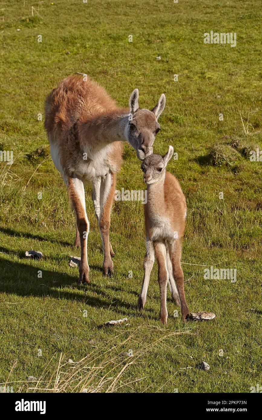 Guanaco (Lama guanicoe) adult female with calf, standing together ...
