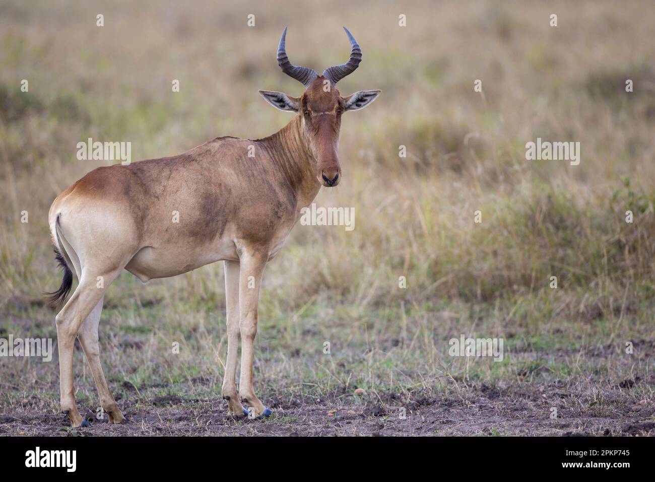Adult standin hi-res stock photography and images - Alamy