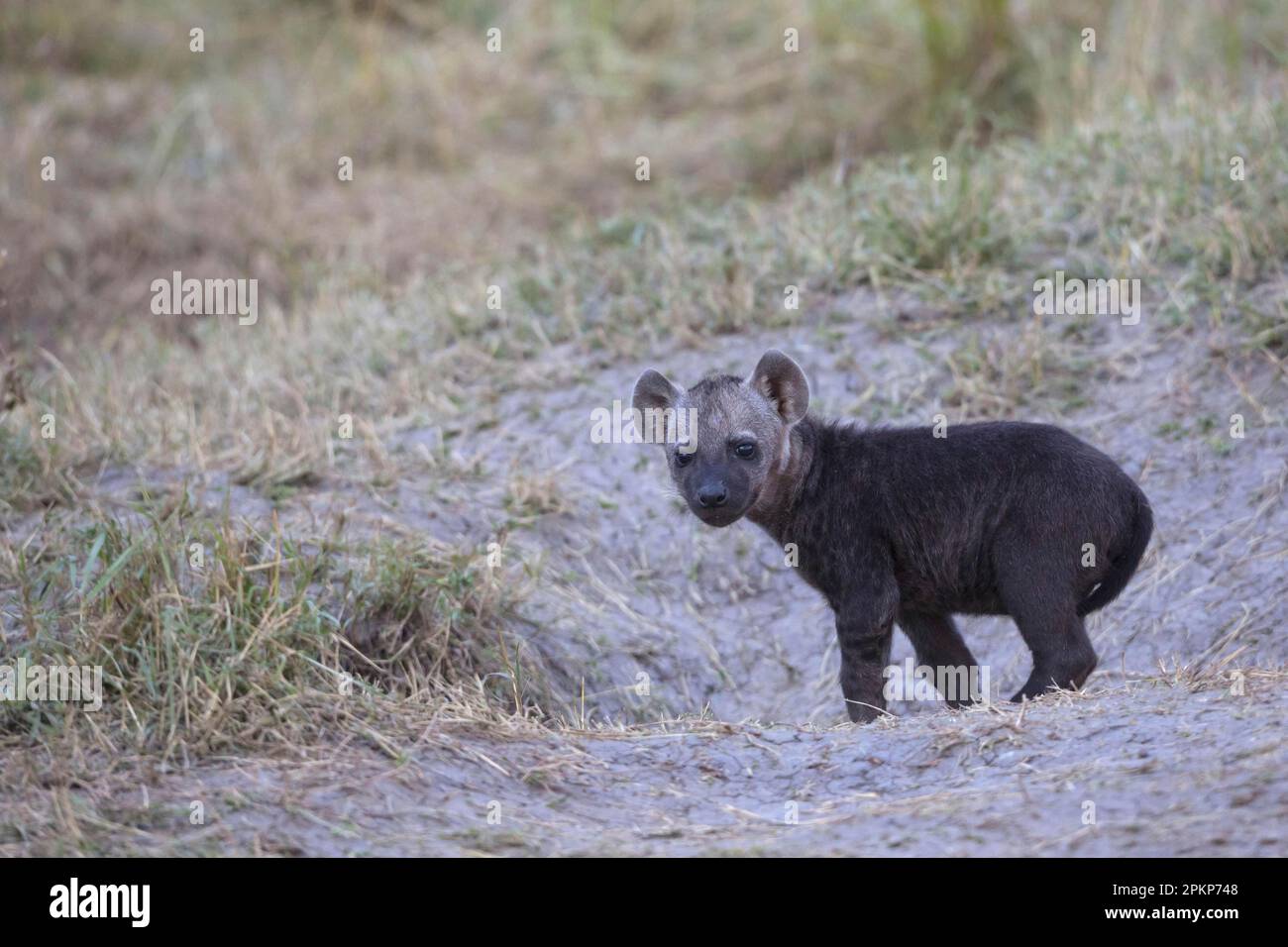 Spotted hyenas (Crocuta crocuta), Hyena, Hyenas, Canines, Predators ...