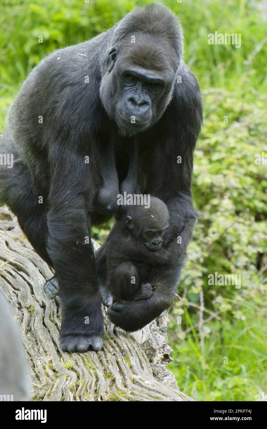 Western lowland gorilla, Western Lowland Gorillas (Gorilla gorilla gorilla), Monkeys, Gorillas ...