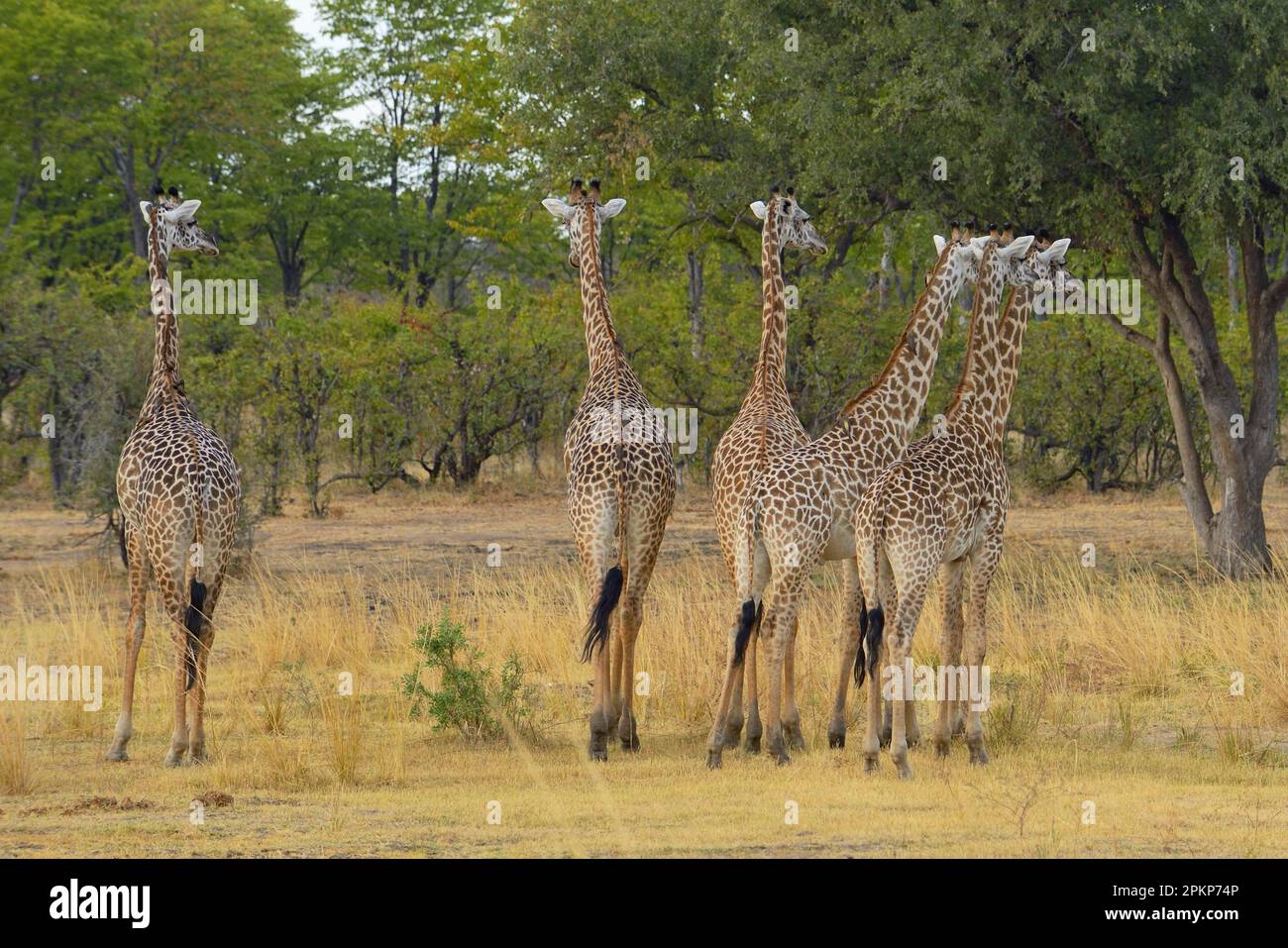Thornicroft's Giraffe (Giraffa camelopardalis thornicrofti) six adults ...