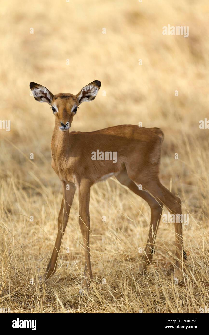 Impala, black heeled antelope, impalas (Aepyceros melampus), black ...