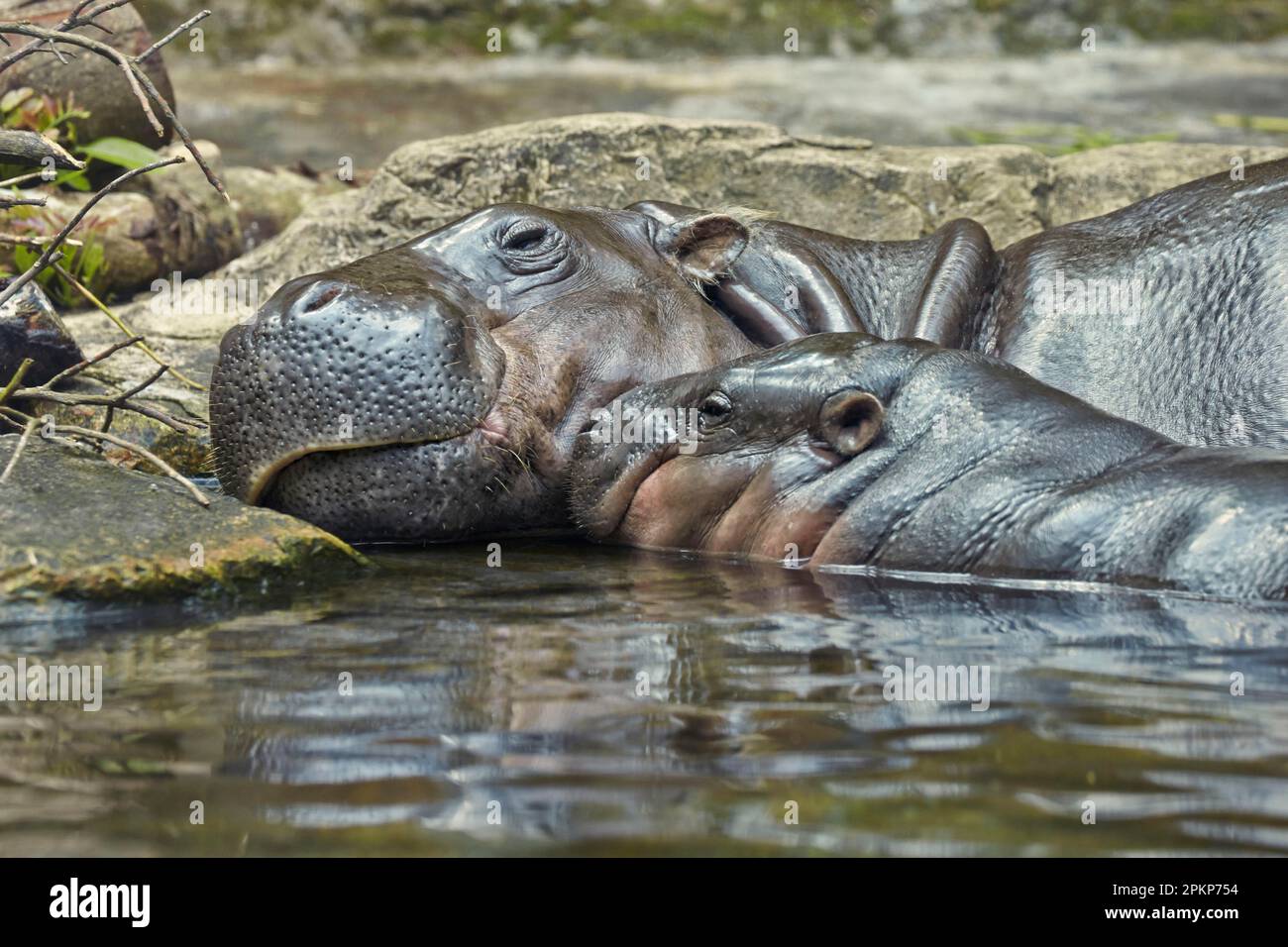 Pygmy hippopotamuses (Choeropsis liberiensis) Hippopotamus ...