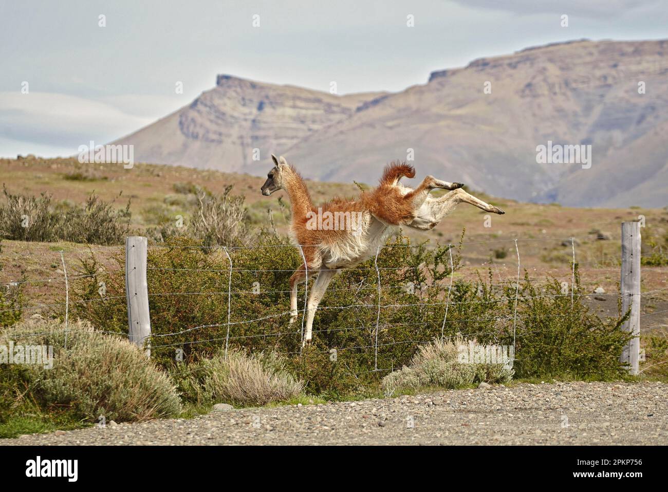 Guanaco (Lama guanicoe) adult, jumping over wire fence, Torres del ...