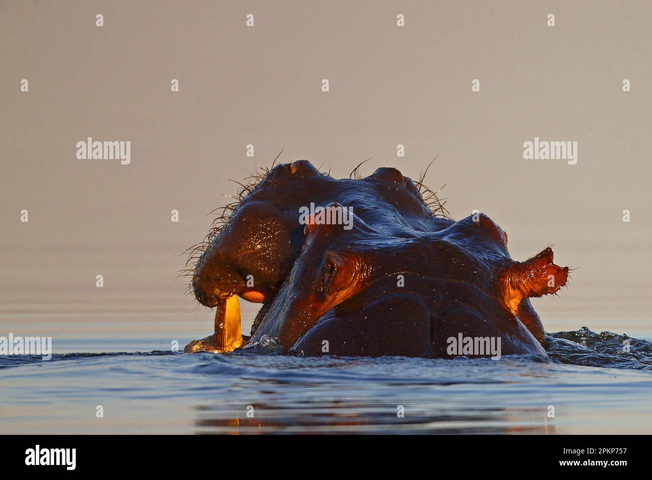 Hippopotamus (Hippopotamus amphibius) adult, with head at surface of ...