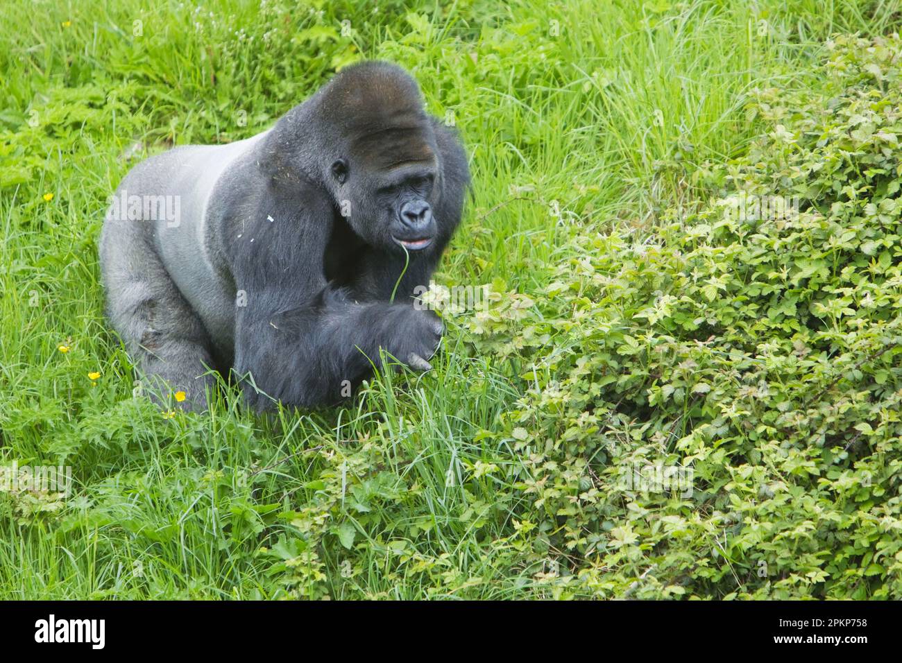 Western lowland gorilla, Western lowland gorillas (Gorilla gorilla gorilla), apes, gorillas ...