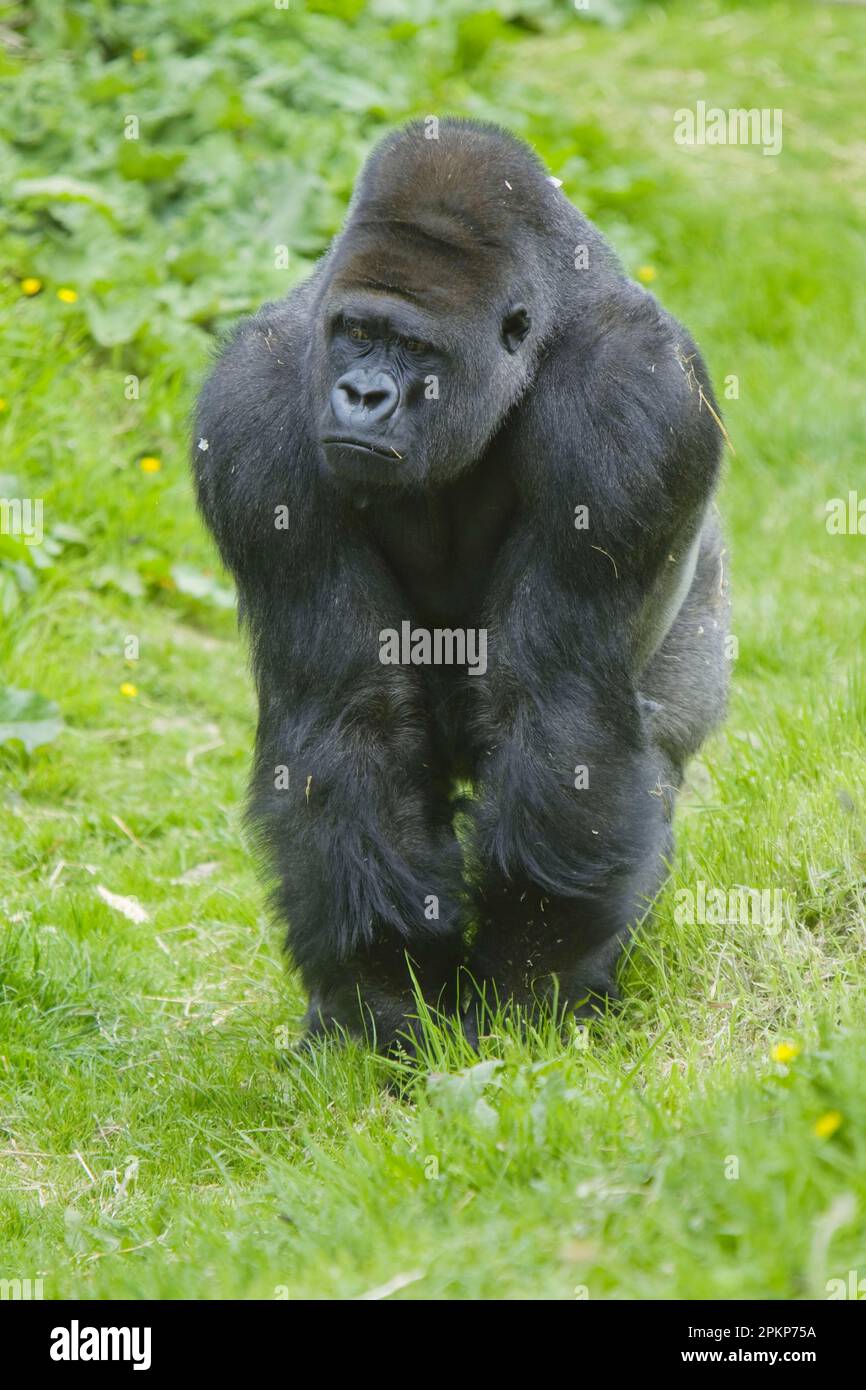 Western lowland gorilla, Western lowland gorillas (Gorilla gorilla ...
