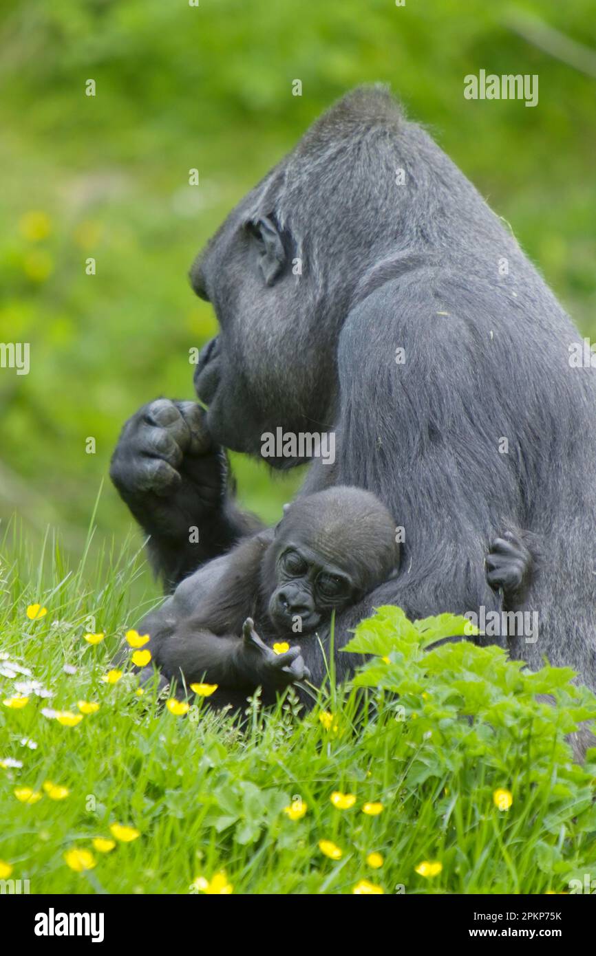 Western lowland gorilla, Western Lowland Gorillas (Gorilla gorilla ...