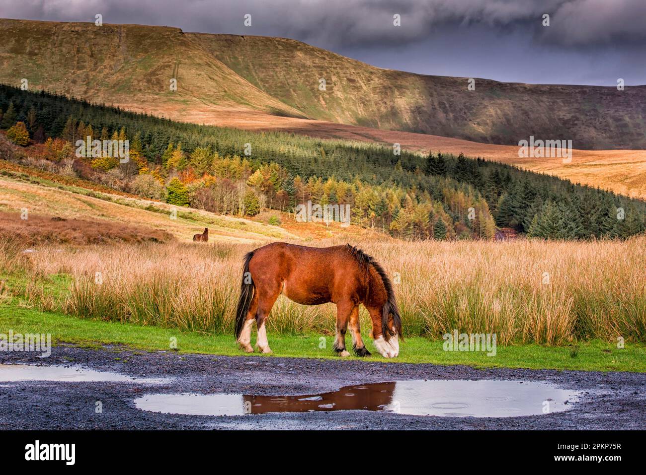 Welsh Mountain Ponies, Welsh Pony Section A, Welsh Ponies Section A, Ponies, Purebred, Pets ...