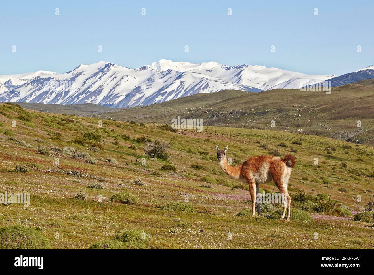 Guanaco (Lama guanicoe) adult, standing in mountain habitat, Torres del ...