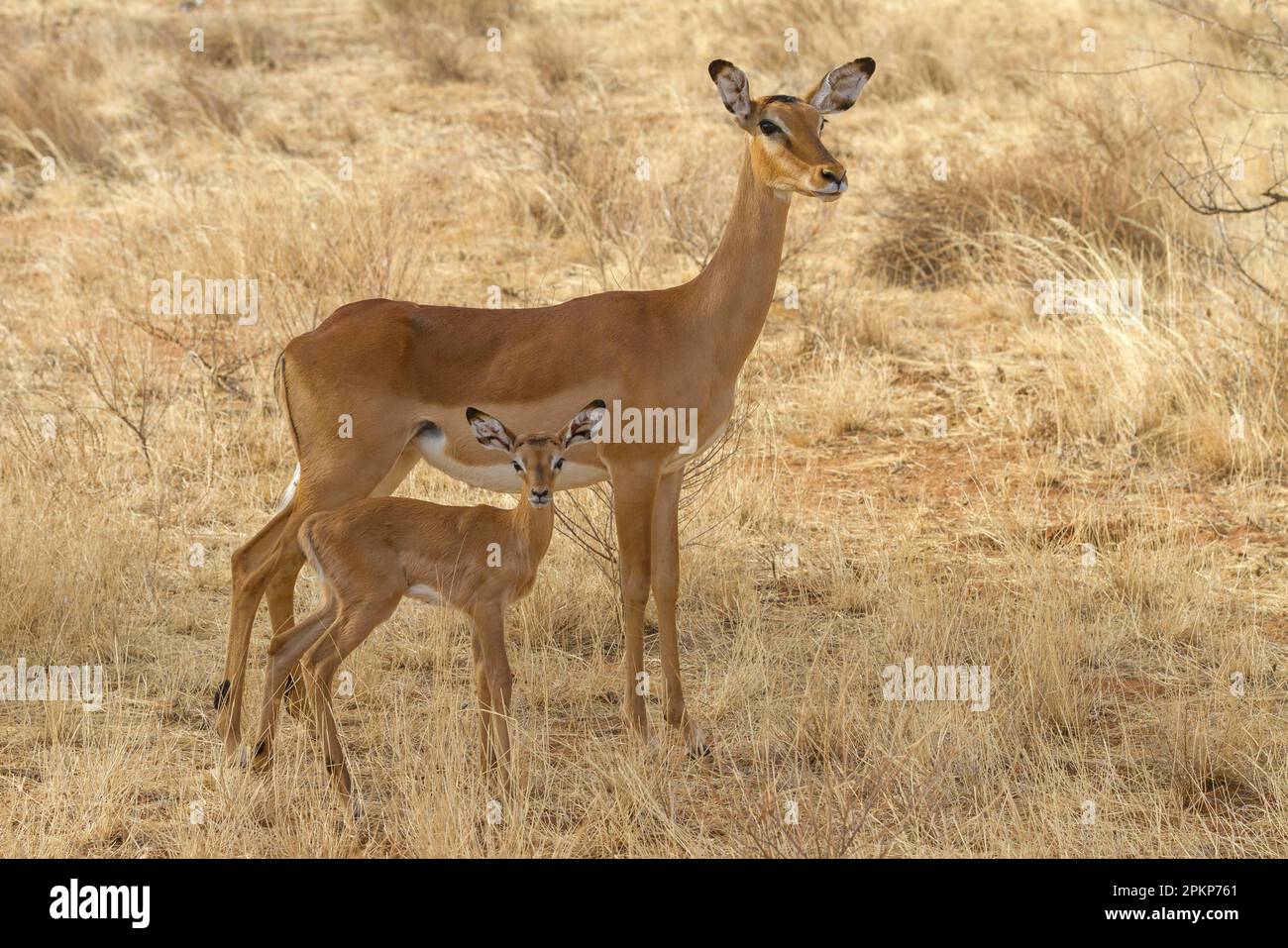 Impala, Black heeled antelope, Impalas (Aepyceros melampus), Black heeled antelopes, Antelopes ...