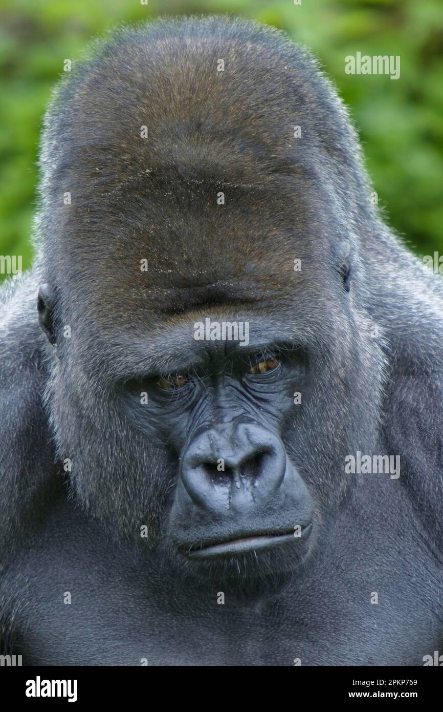 Western lowland gorilla, Western lowland gorillas (Gorilla gorilla ...