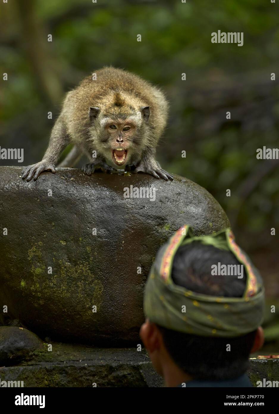 Crab-eating macaques (Macaca fascicularis), Javanese monkeys, Long-tailed macaque, Monkeys ...