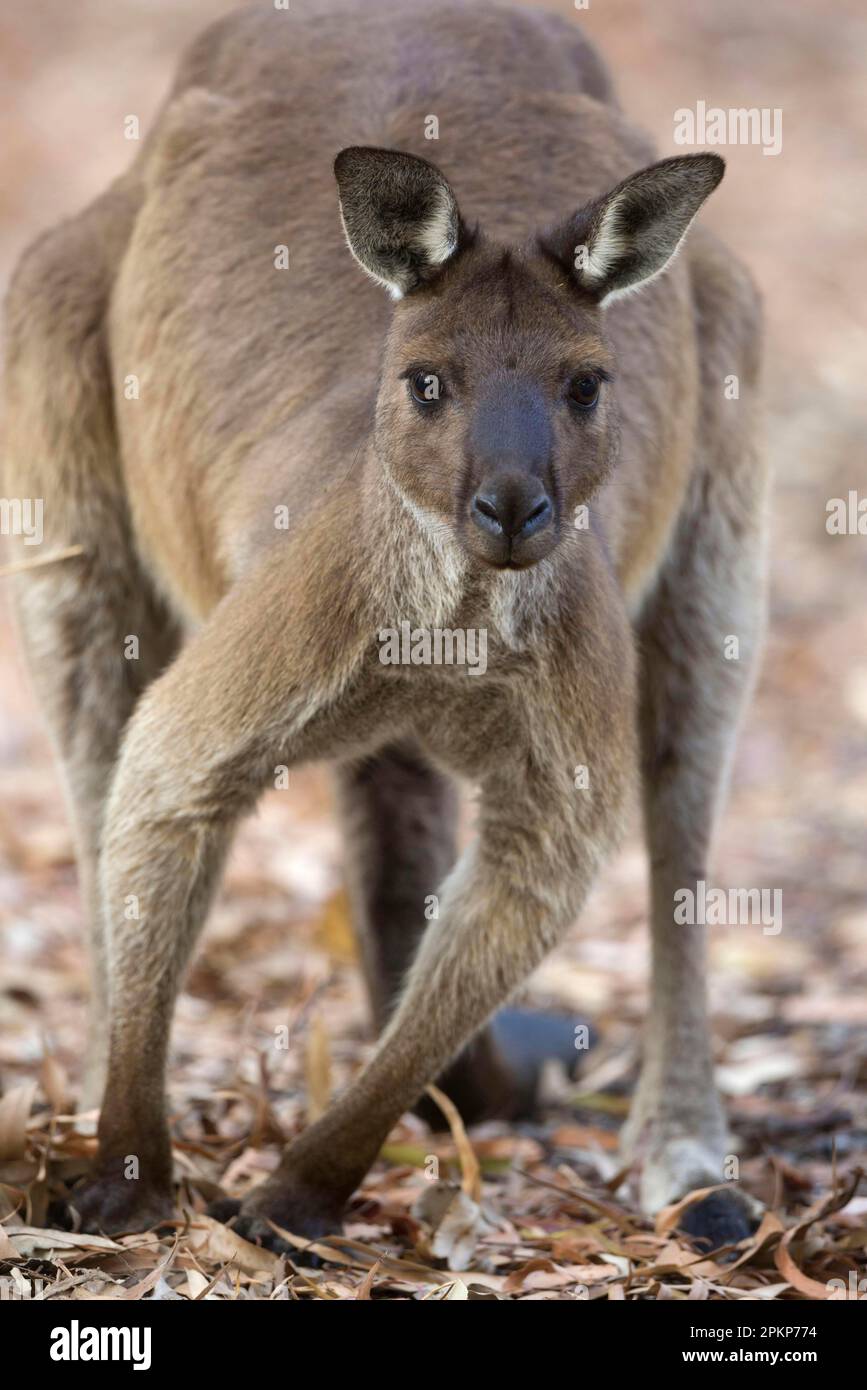 Kangaroo Island kangaroo, Kangaroo Island kangaroo, Kangaroo Island ...