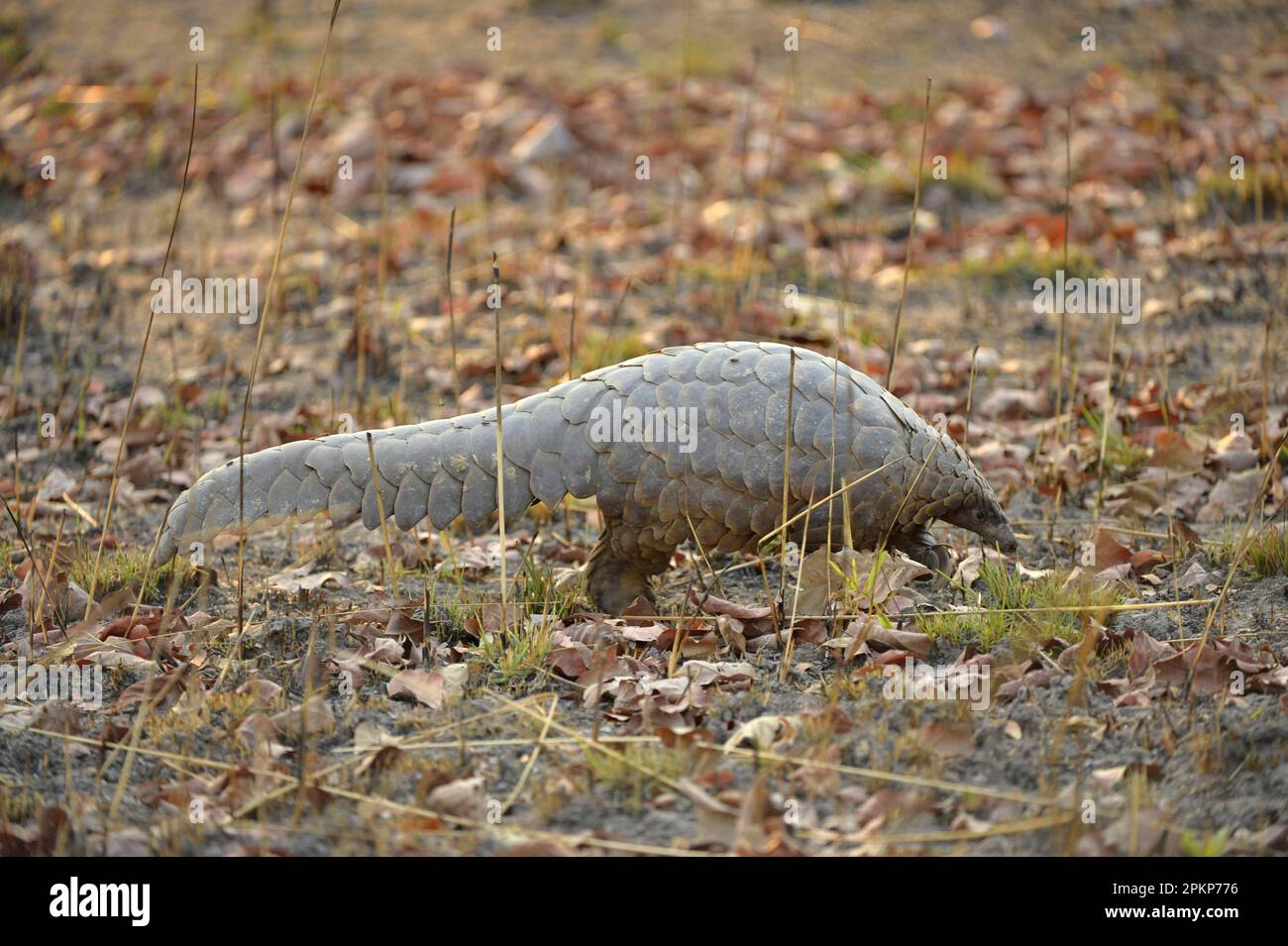 Temminck's Ground Pangolin (Manis temminckii) adult, walking along ...