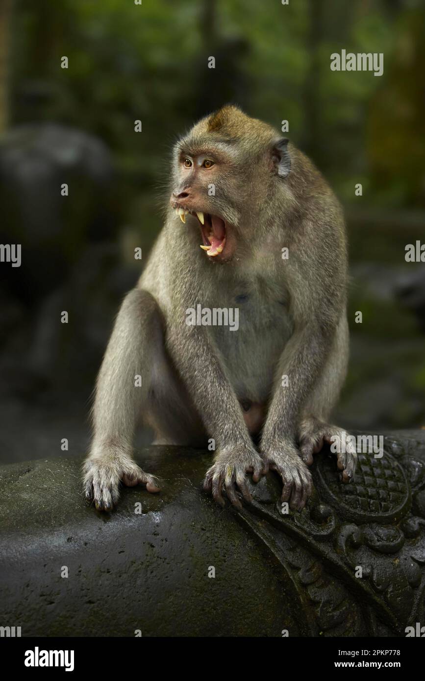 Crab-eating macaques (Macaca fascicularis), Javanese monkeys, Long-tailed macaque, Monkeys ...