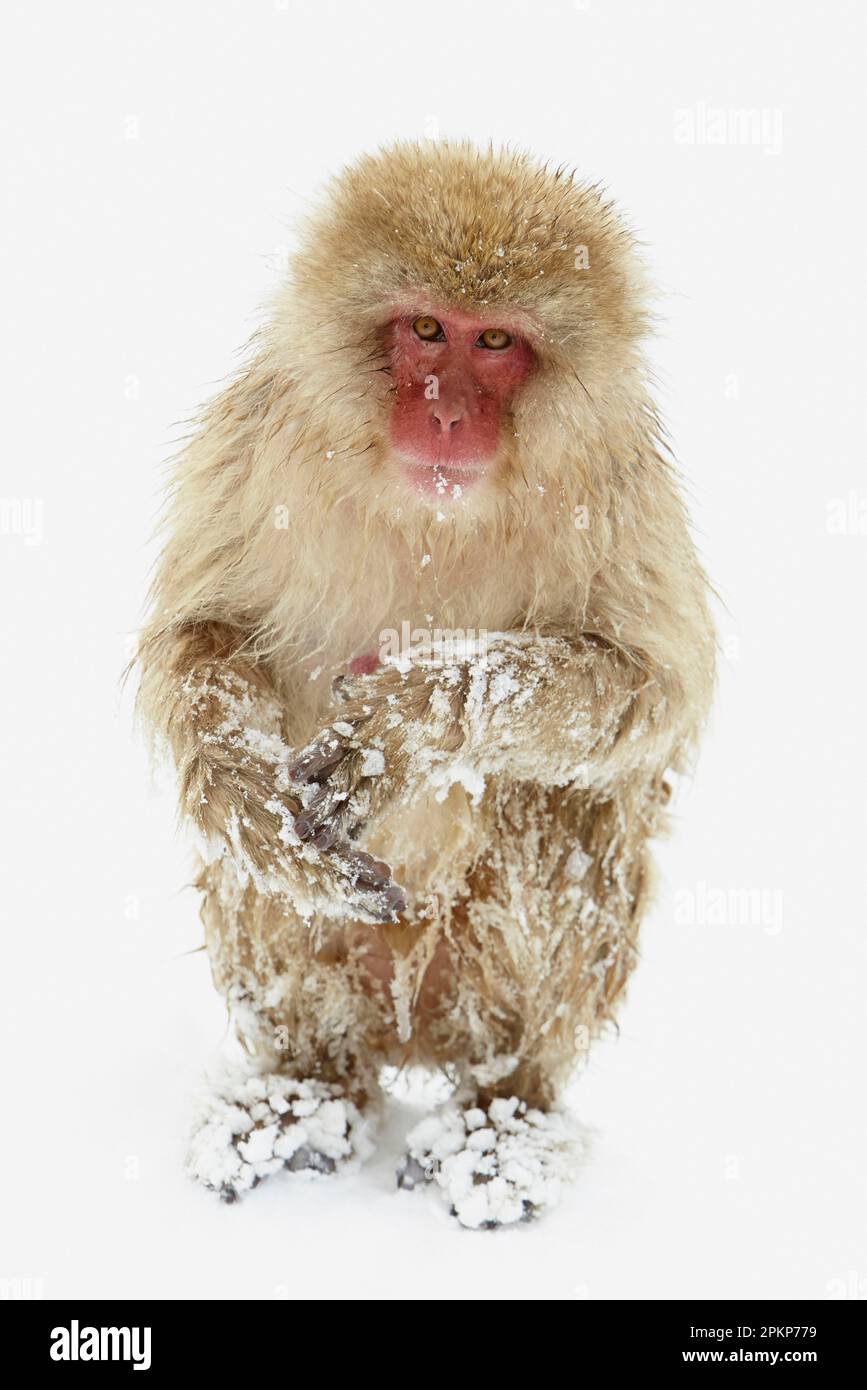 Japanese Macaque (Macaca fuscata) adult, sitting in heavy snow, near ...