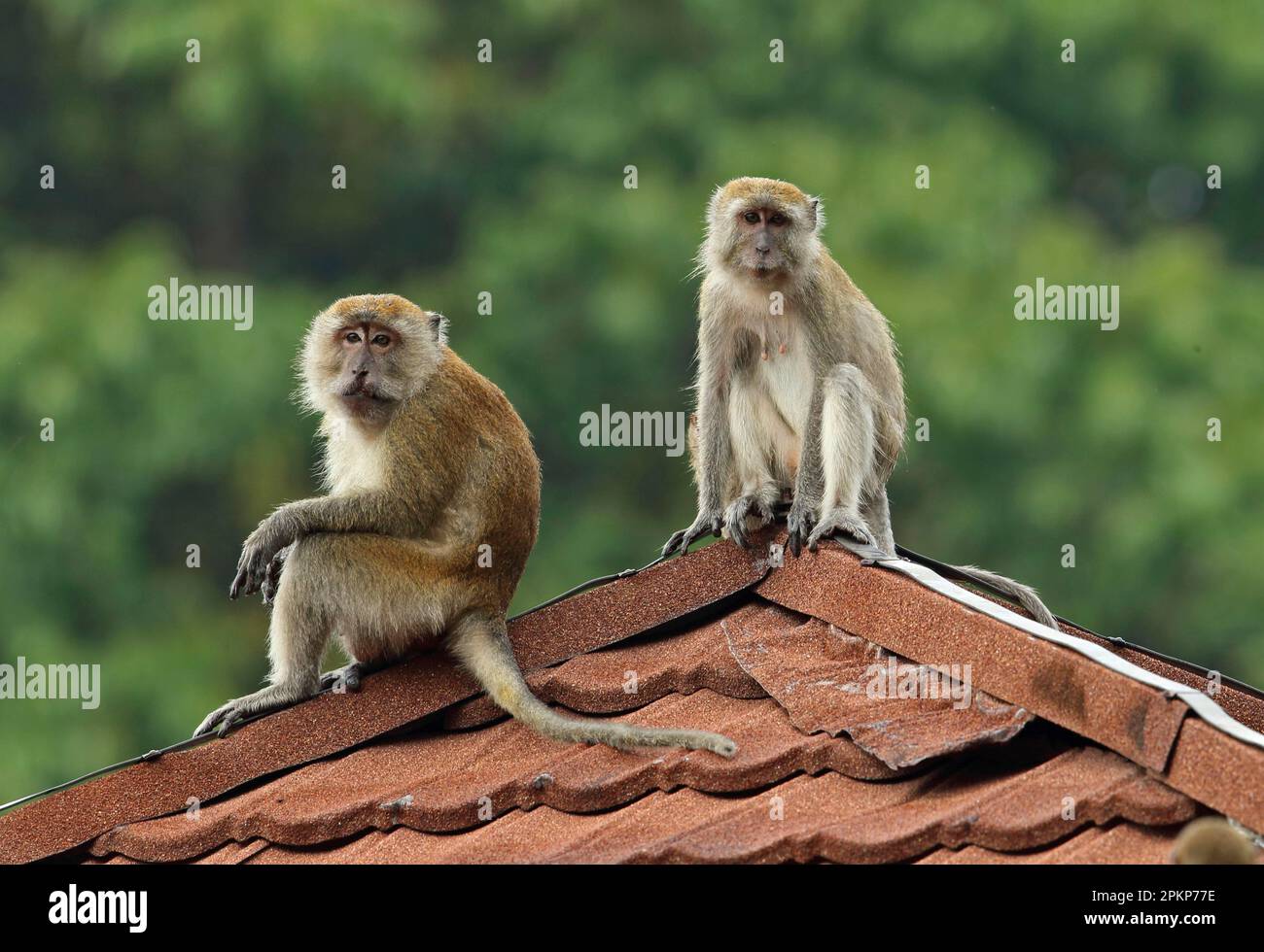 Crab-eating macaques (Macaca fascicularis), Javanese monkeys, Long ...