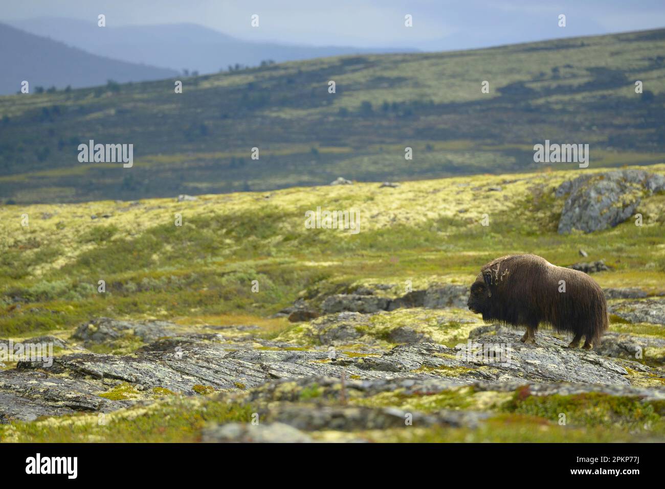 Musk oxes (Ovibos moschatus), ungulates, mammals, animals, Muskox adult ...