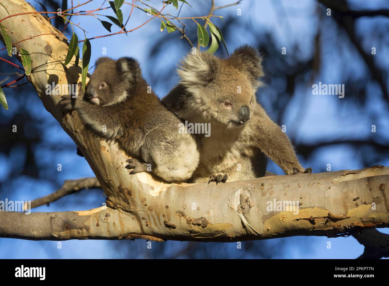 Koala (Phascolarctos cinereus) adult female and young koala sitting on ...