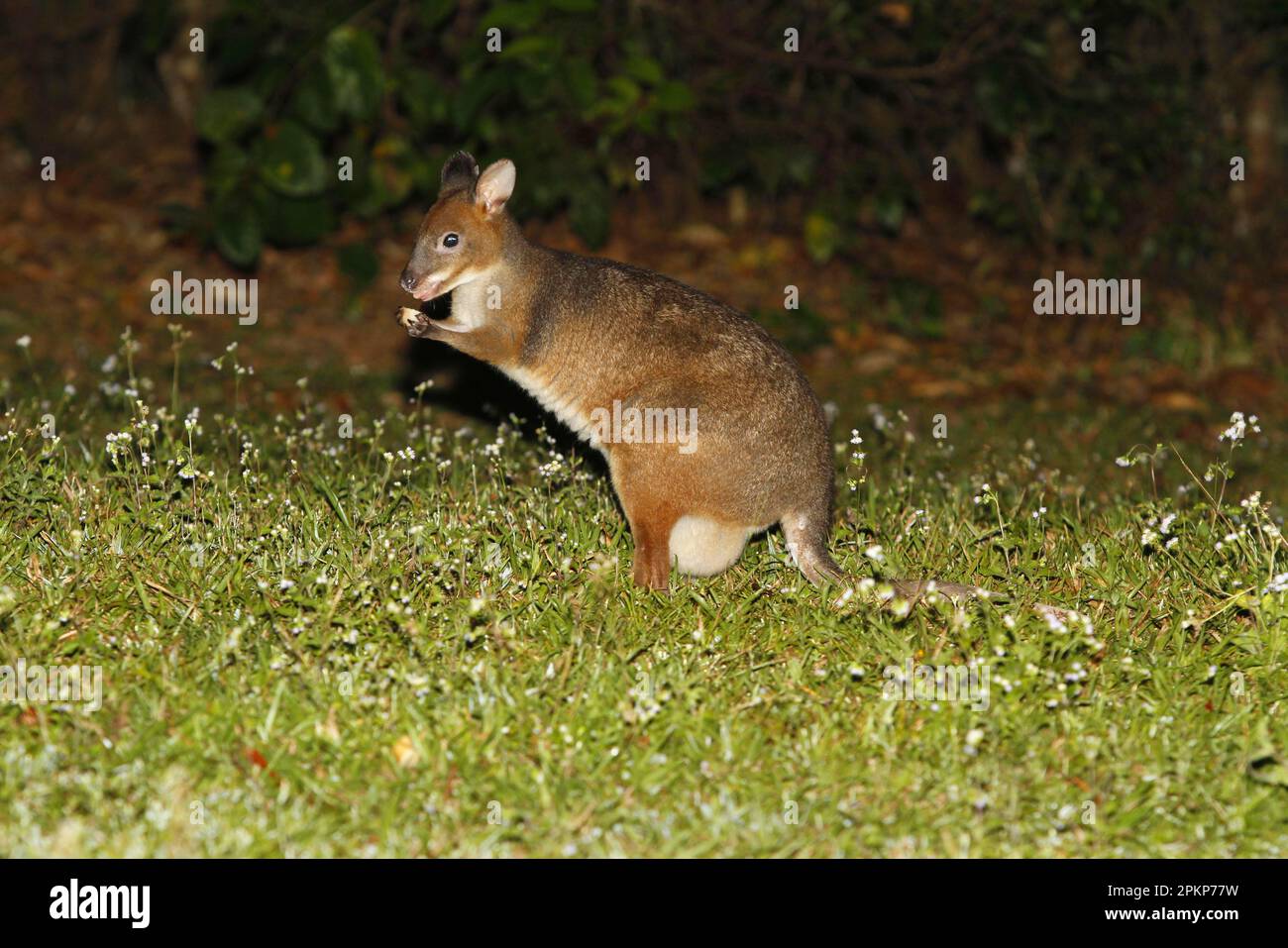 Red-legged red-legged pademelon (Thylogale stigmatica), adult female ...