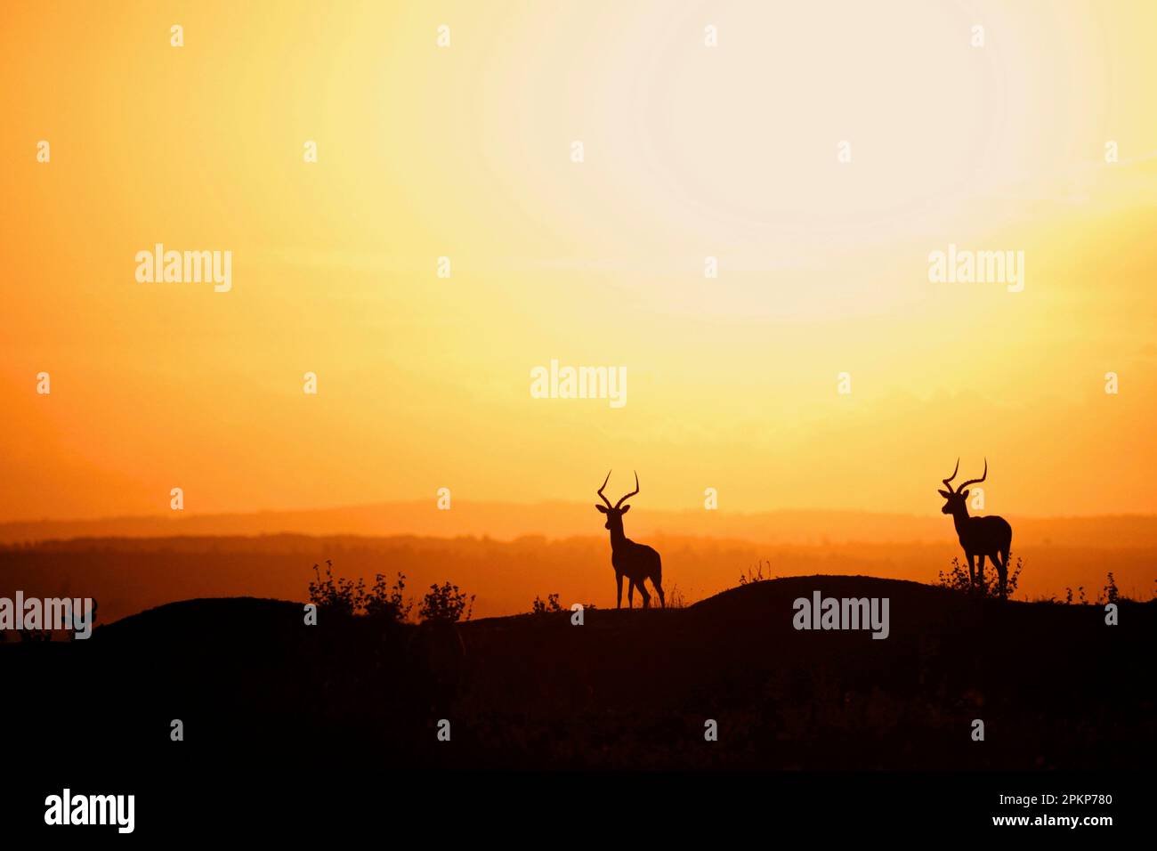 Impala, Black heeled antelope, Impalas (Aepyceros melampus), Black ...