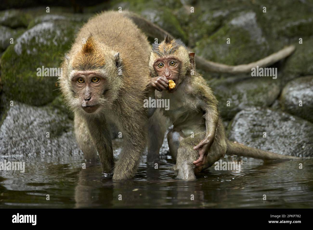 Crab-eating Macaque (Macaca fascicularis) immature female and young ...