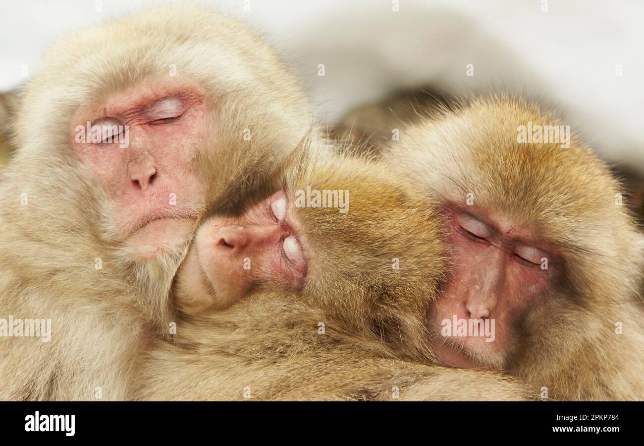 Japanese Macaque (Macaca fuscata) adults and immature, huddled together ...