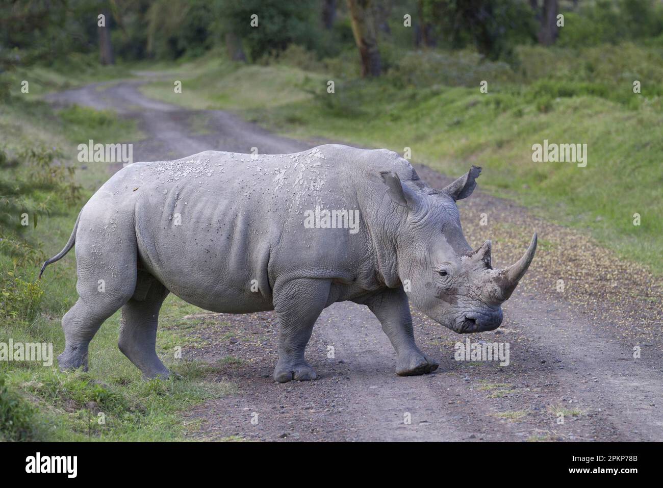 White rhinoceroses (Ceratotherium simum), white rhinoceros, ungulates ...