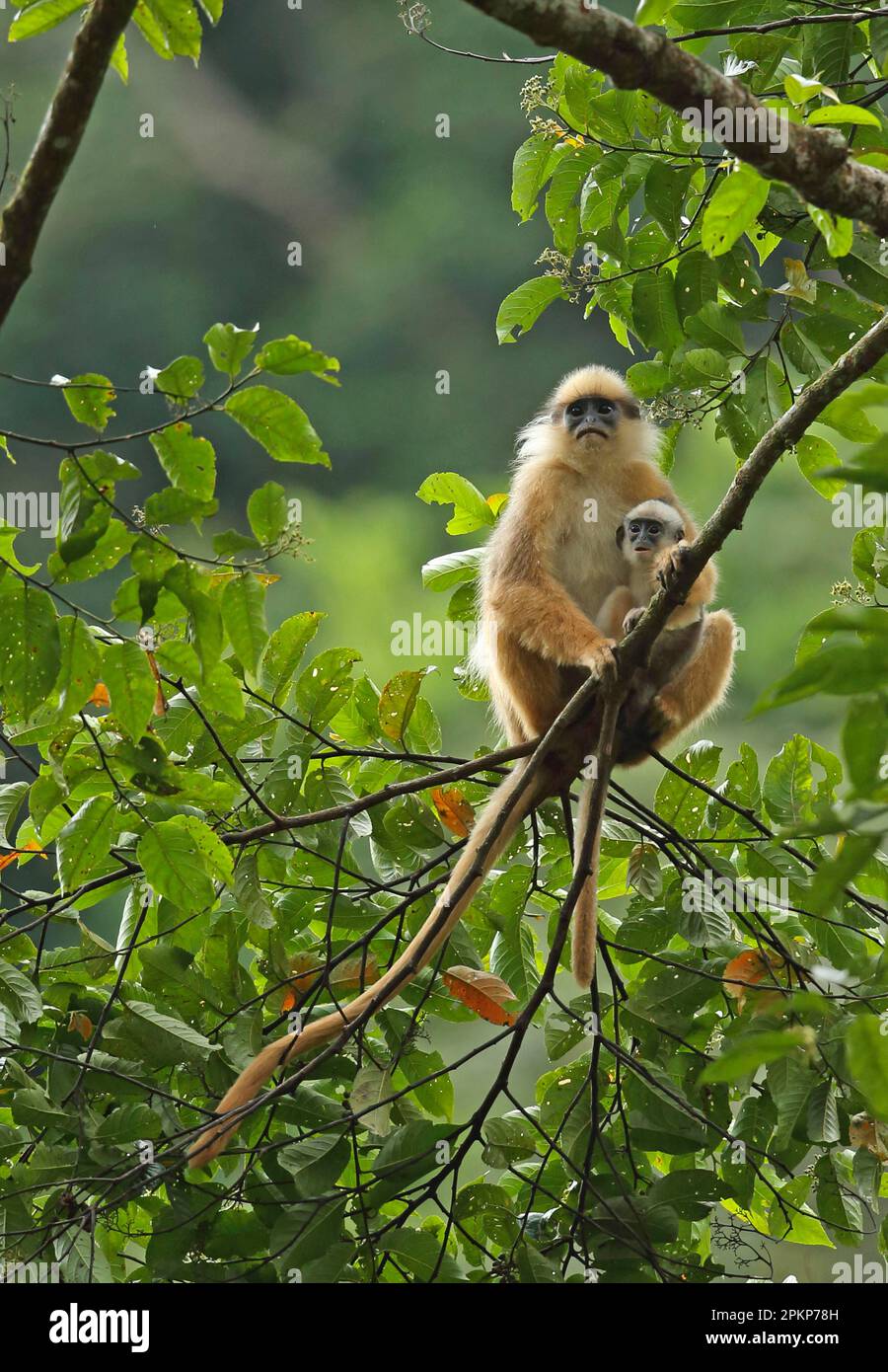Sumatran Surili (Presbytis melalophos) adult female with baby, sitting ...