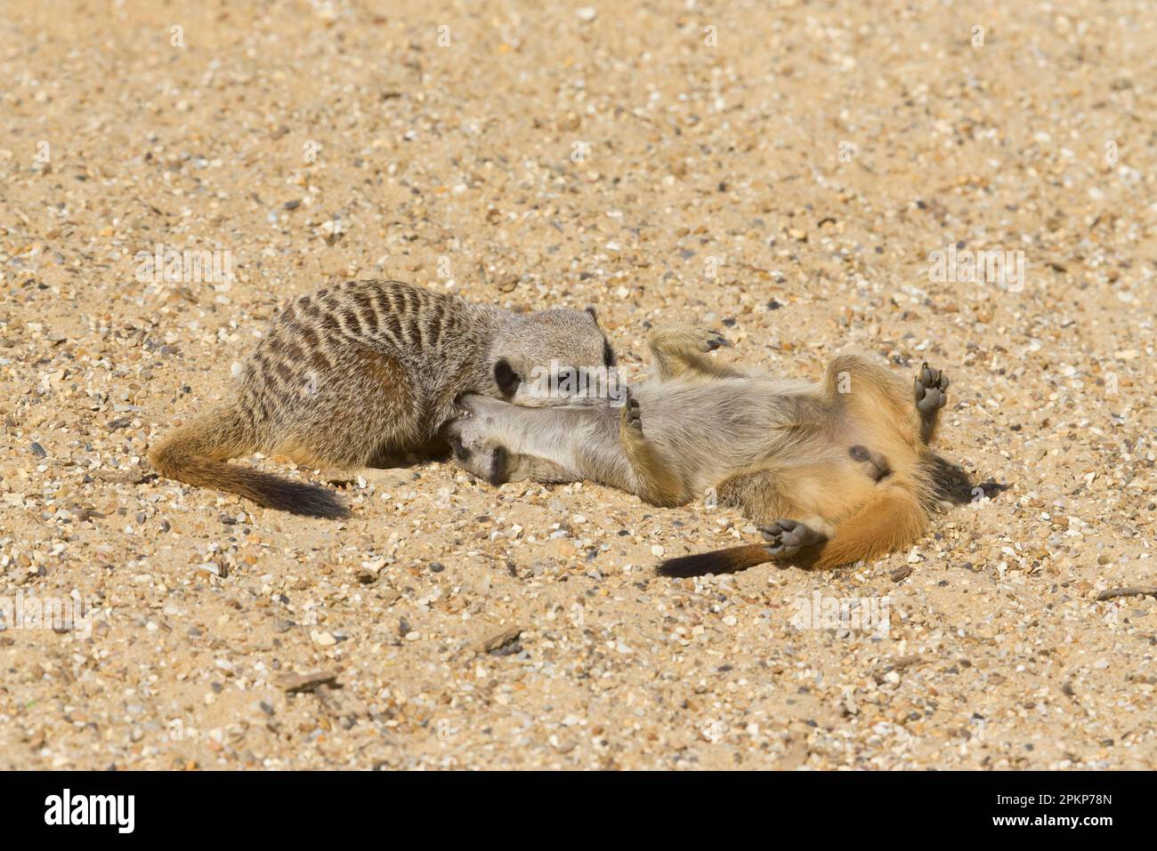 Meerkats (Suricata suricatta) Meerkat, predators, mammals, creeping ...