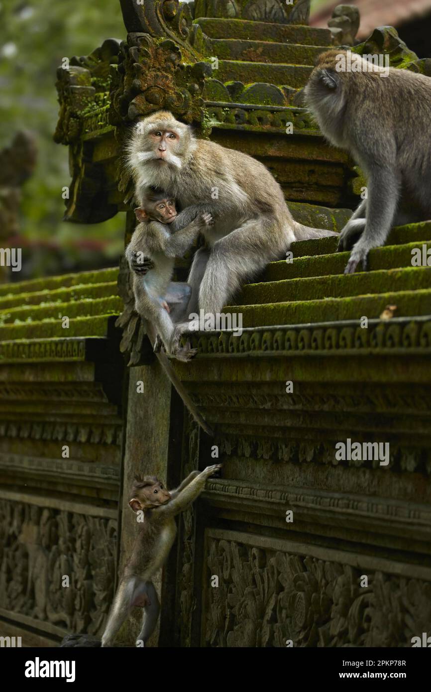 Crab-eating macaques (Macaca fascicularis), Javanese monkeys, Long ...