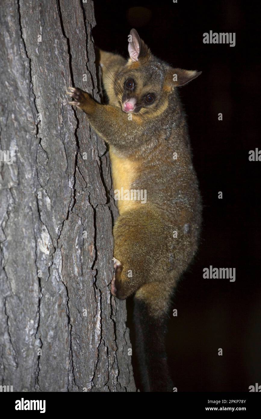 Possum climbing tree hi-res stock photography and images - Alamy